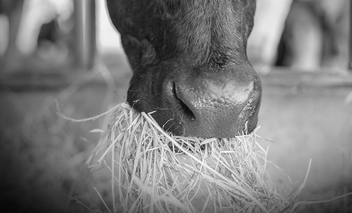 Feed Procurement - JGL Livestock